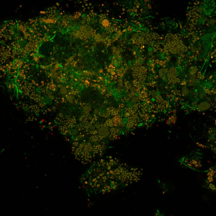 Aerobic Granular Sludge - Civil Structural & Environmental Engineering ...