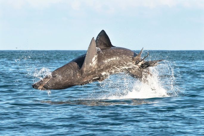 Shark shock – scientists discover filter-feeding basking sharks are ...