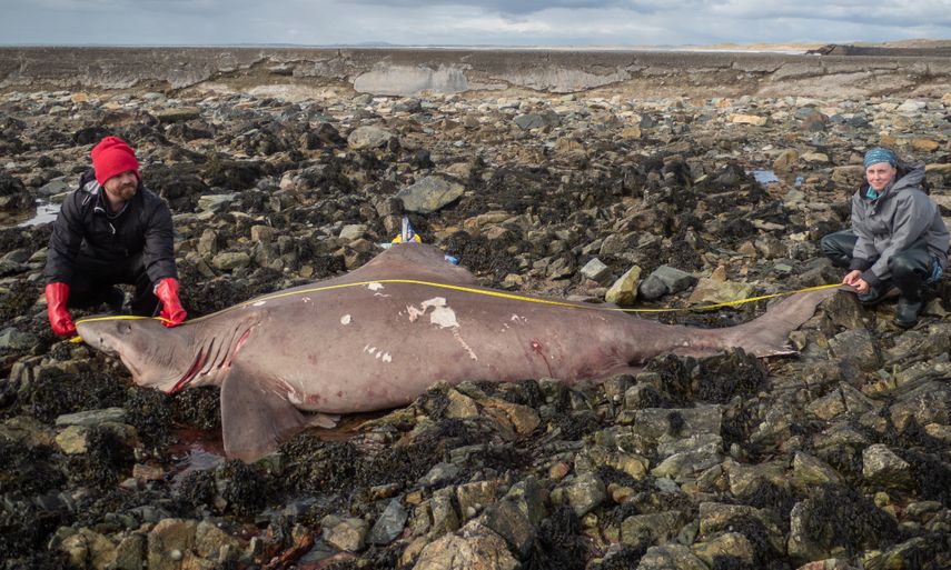 Rare 14-ft smalltooth sand tiger shark washes up on Wexford shore ...
