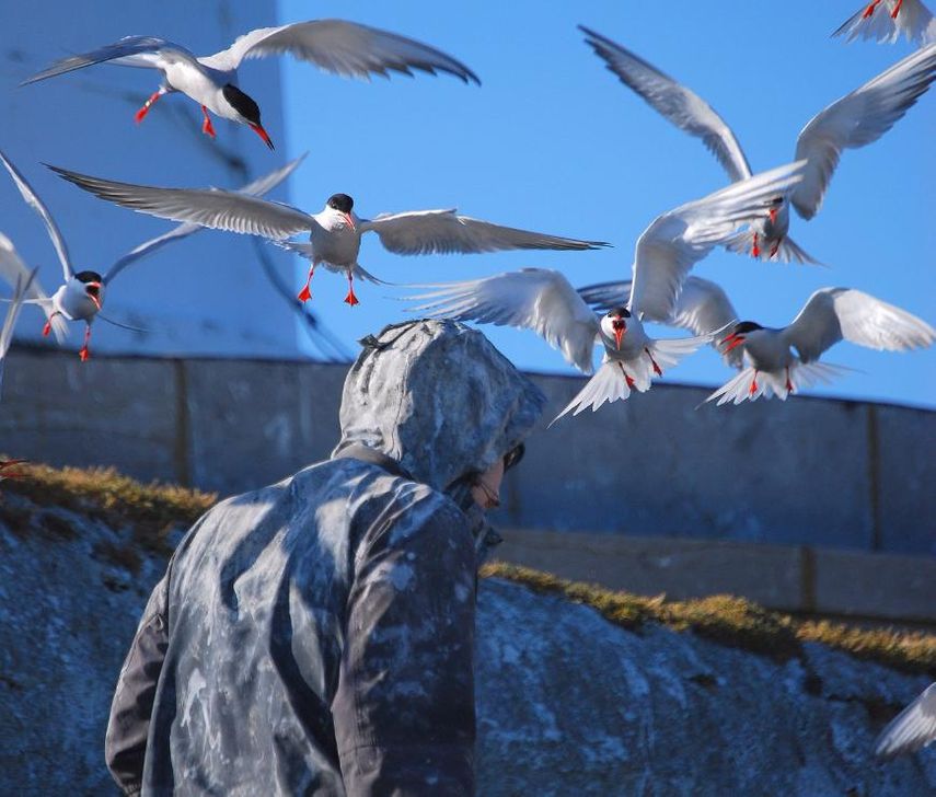 Boxing clever: the simple conservation strategy saving threatened ...