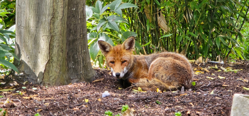 Sam, the beloved Trinity Fox, has passed away - News & Events | Trinity ...