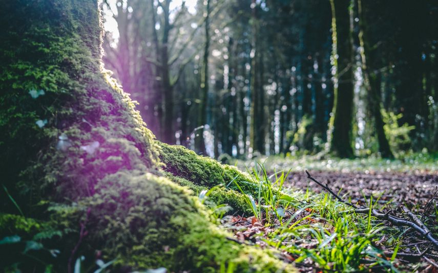Ireland has lost almost all of its native forests – here’s how to bring ...