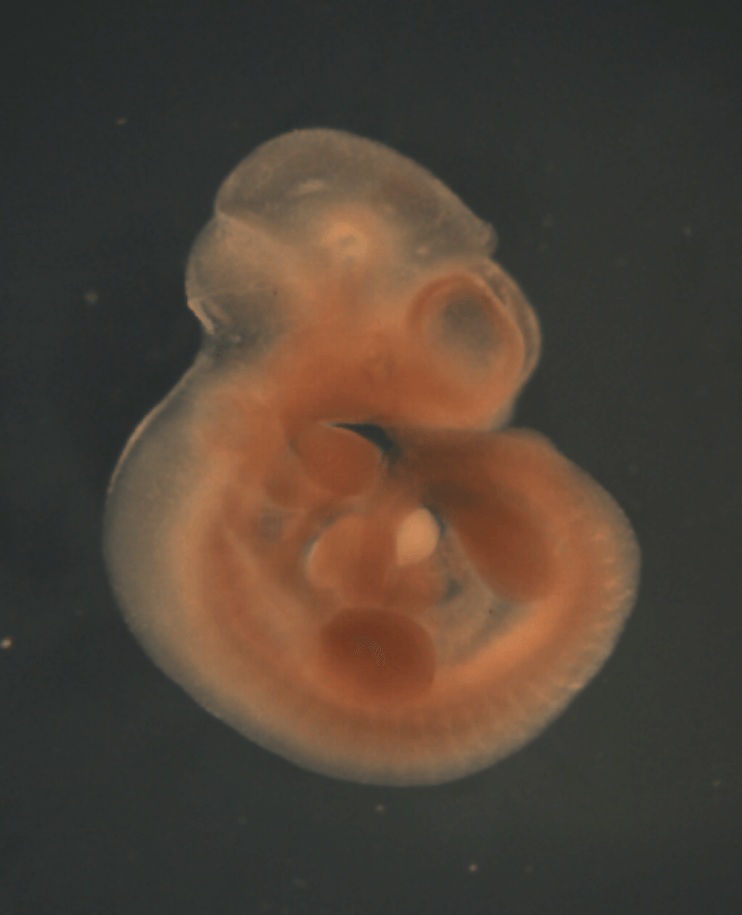 Fzd 1 - Zoology | Trinity College Dublin