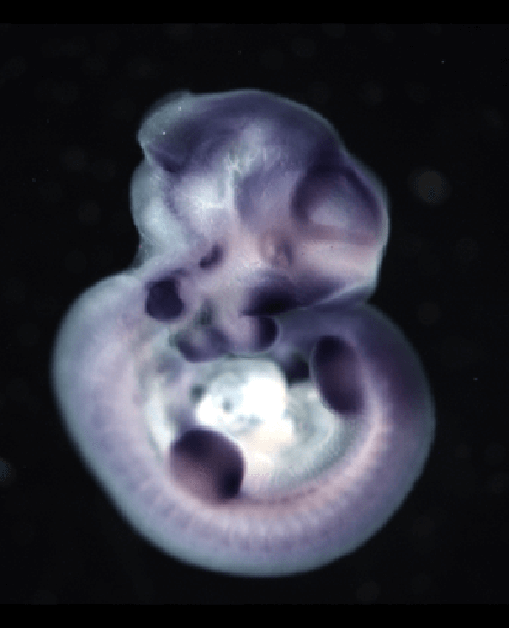 Lef 1 - Zoology | Trinity College Dublin