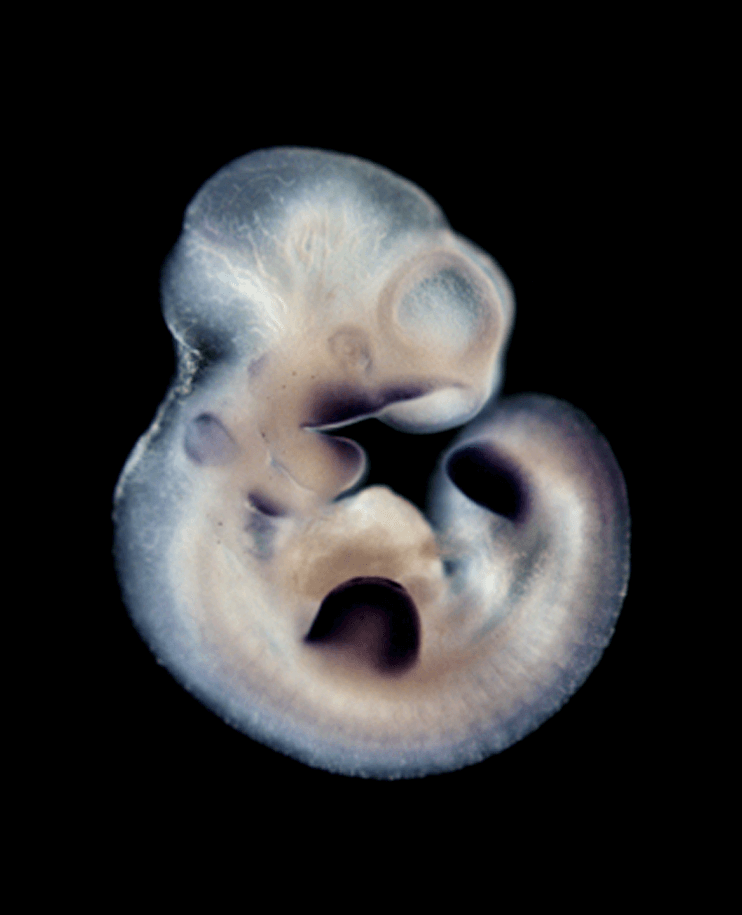 Tcf 1 - Zoology | Trinity College Dublin