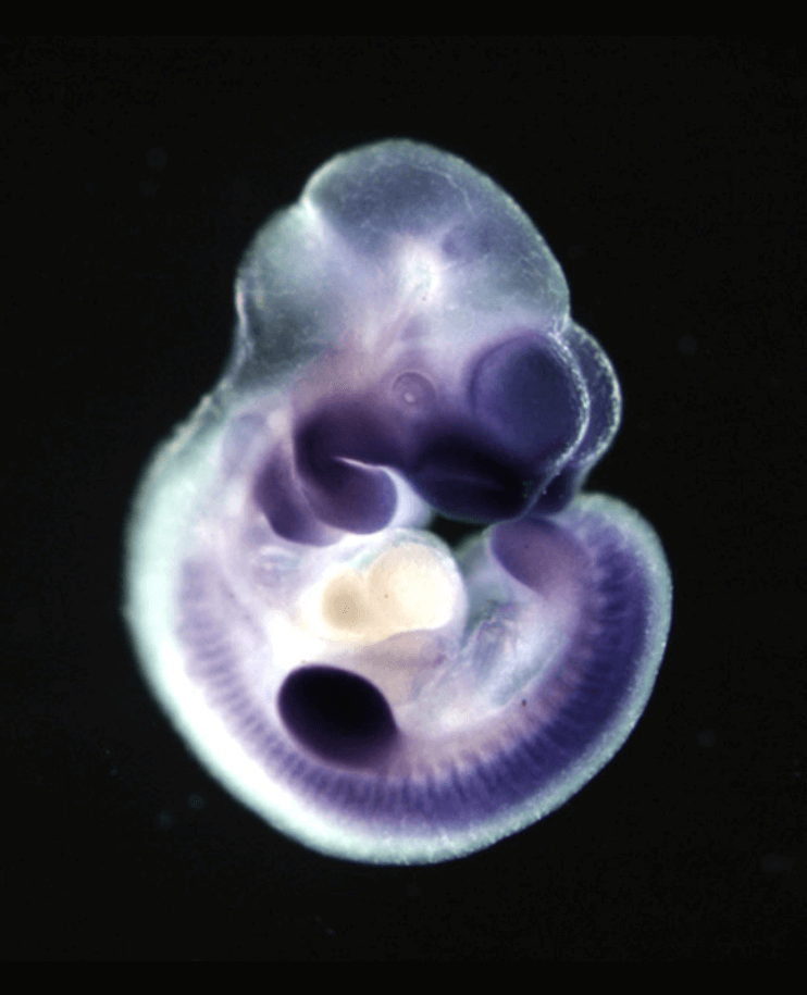 Tcf 3 - Zoology | Trinity College Dublin