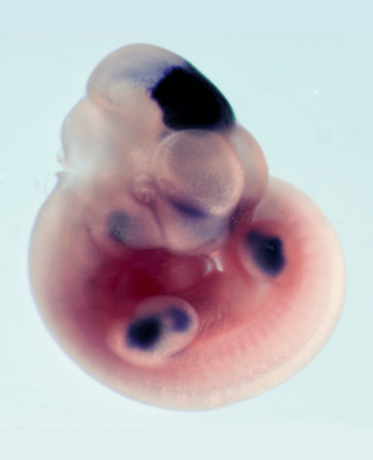 Tcf 4 - Zoology | Trinity College Dublin