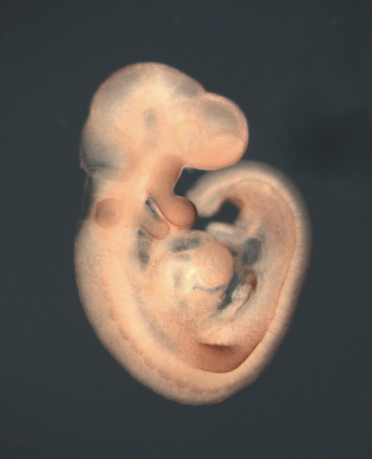 Wnt 6 - Zoology | Trinity College Dublin