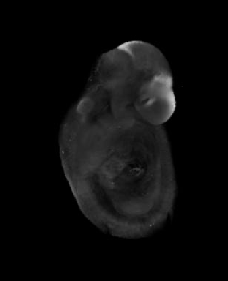 Wnt 7b - Zoology | Trinity College Dublin
