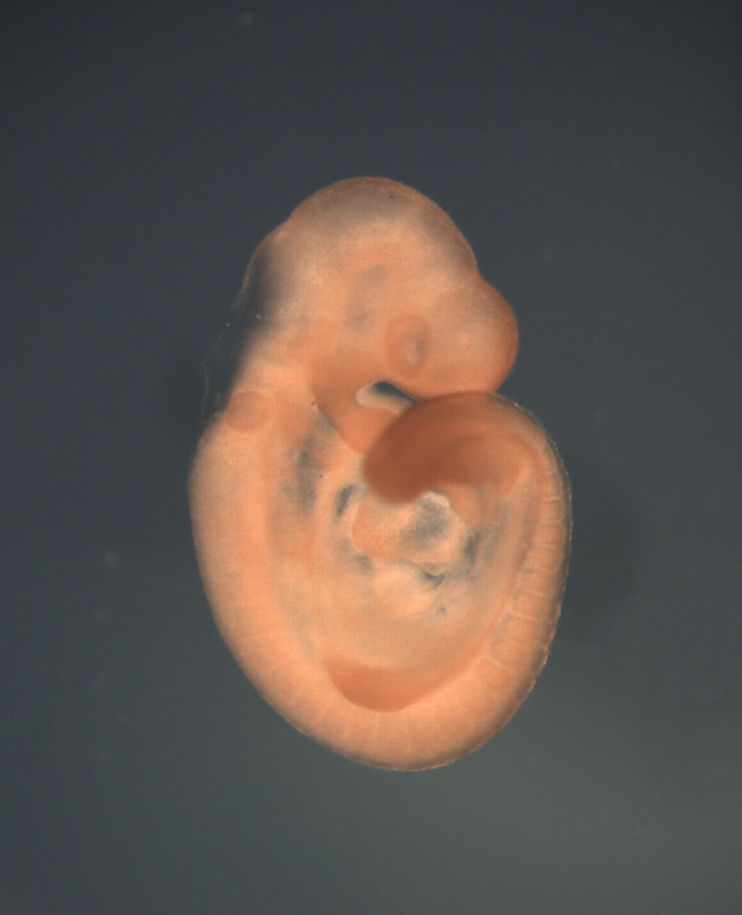 Wnt 9a - Zoology | Trinity College Dublin