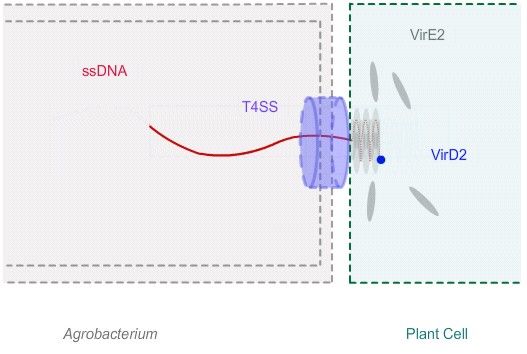 VirE2 Molecular Import Engine - School of Physics | Trinity College Dublin