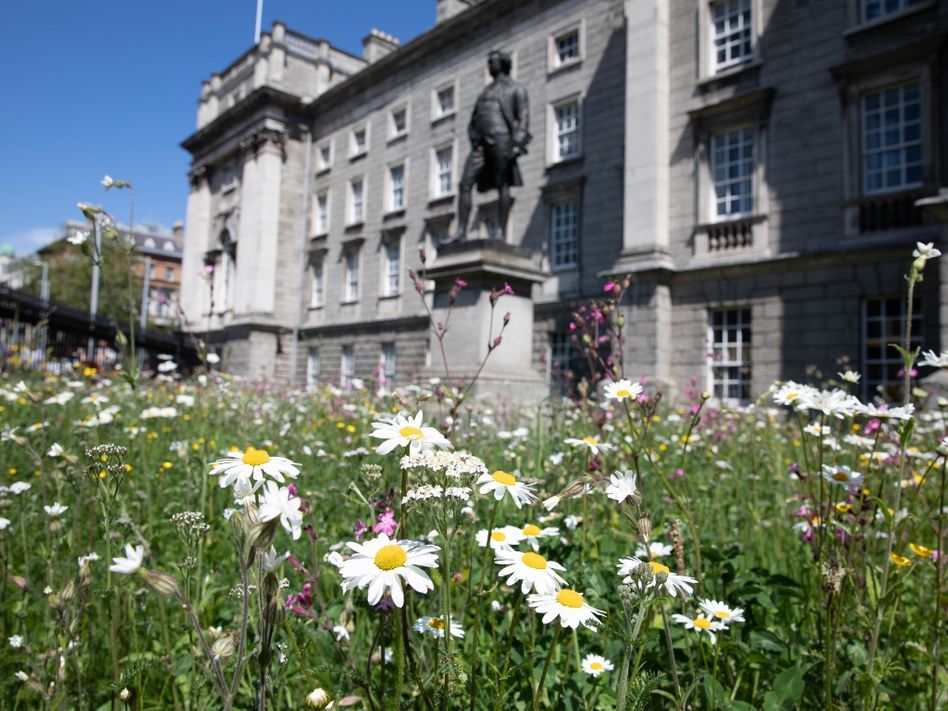 Sustainability - Trinity Sustainability | Trinity College Dublin