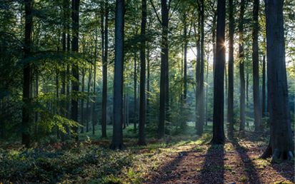 FOREST - TrinityHaus | Trinity College Dublin